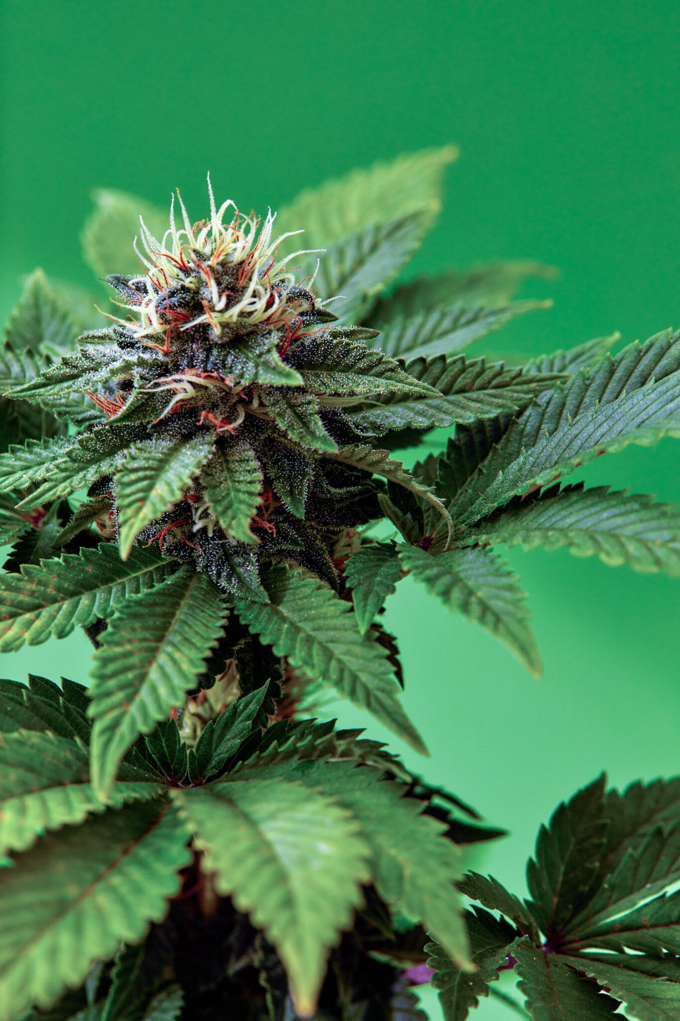 Hybrid Cannabis: Everything You Should Know