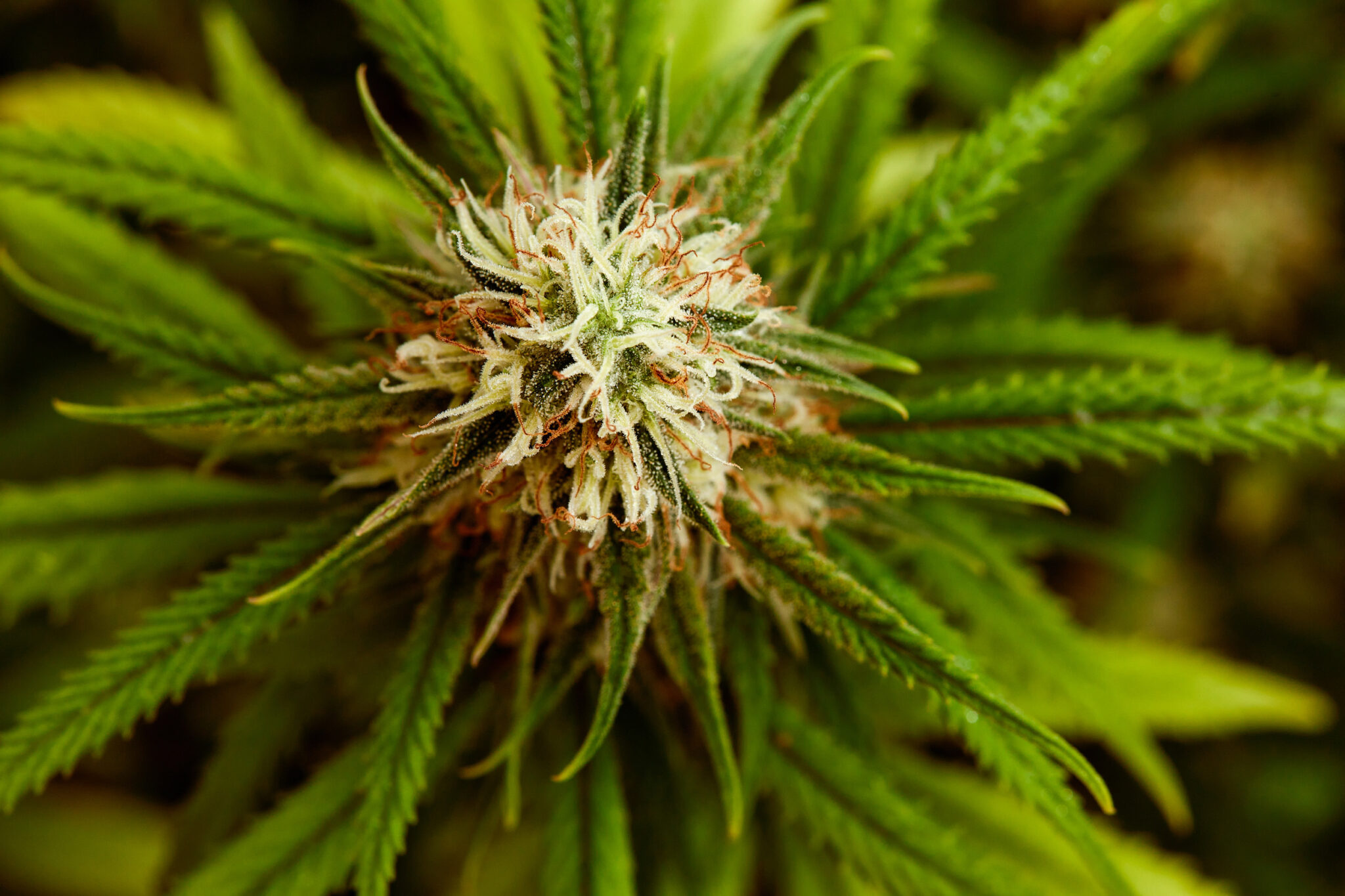 What is Cannabis Flower and How to Use it? - Inyo Las Vegas
