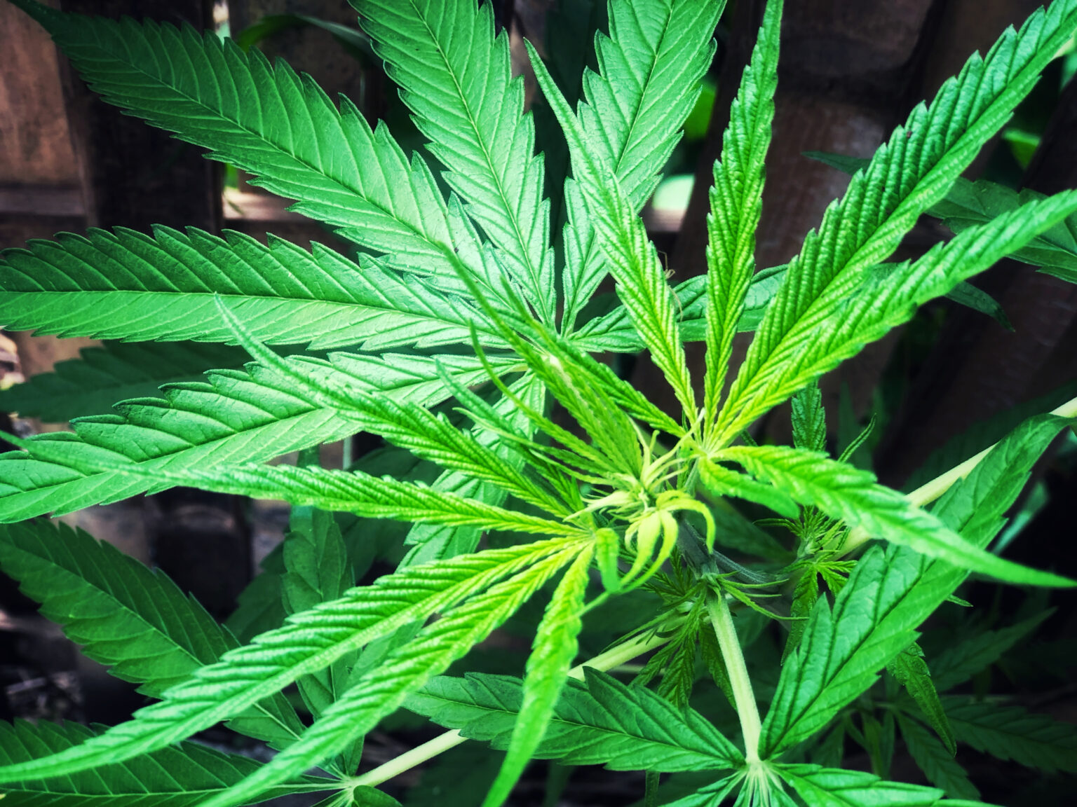 Nine Interesting Facts About Marijuana You Might Not Know | Inyo