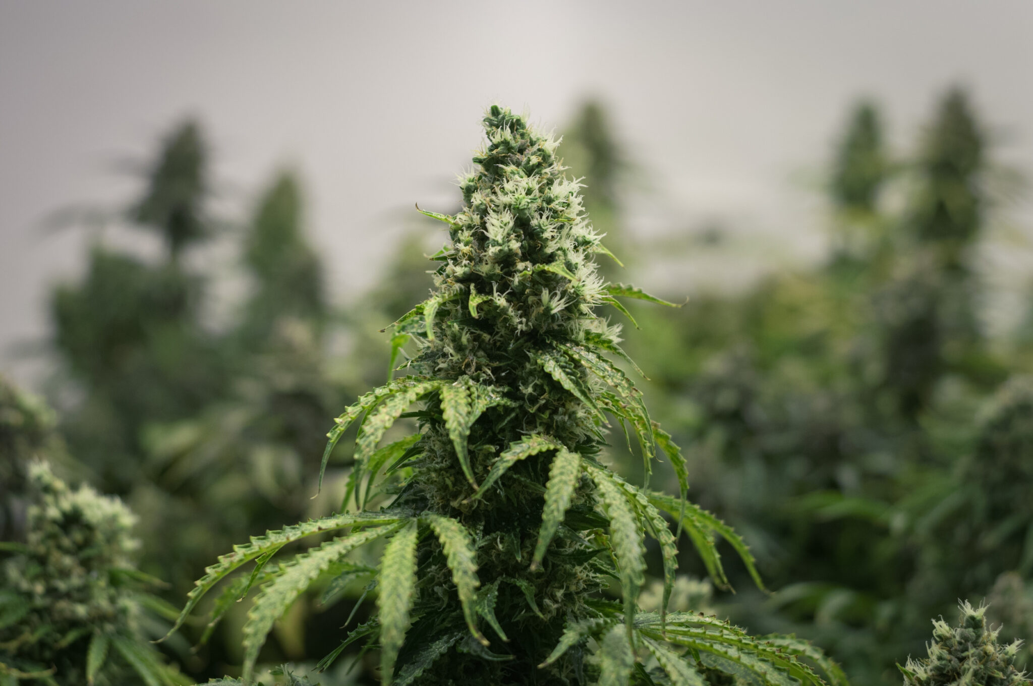 Benefits Of Using Cannabis Flower - Inyo Las Vegas Cannabis Dispensary